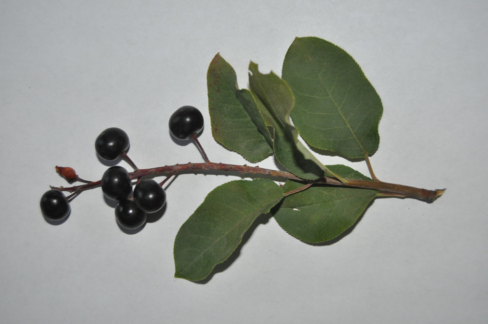 Mother Nature's Montrose Garden: Plant of the Month (June) : Western ...