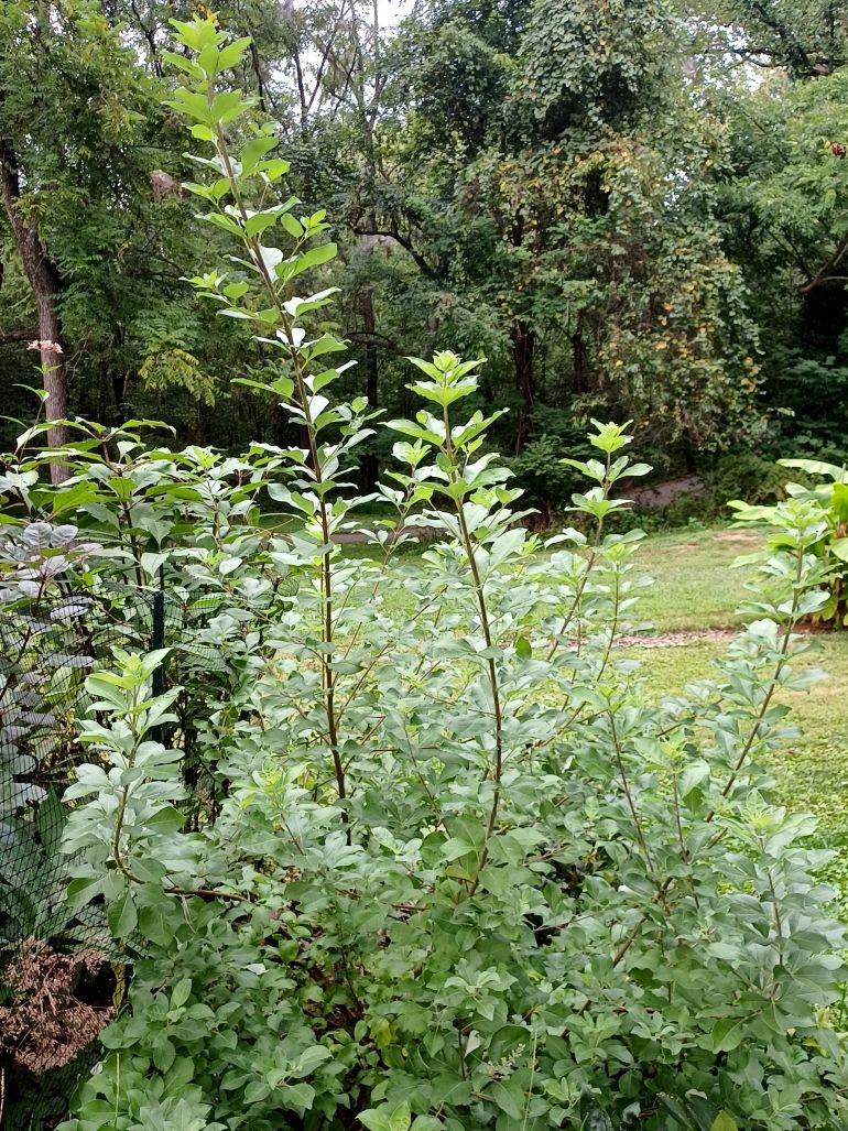 Future Plants by Randy Stewart: Vitex - the Chaste Tree family