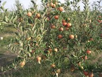 Pianta di Melo • Scuolissima.com