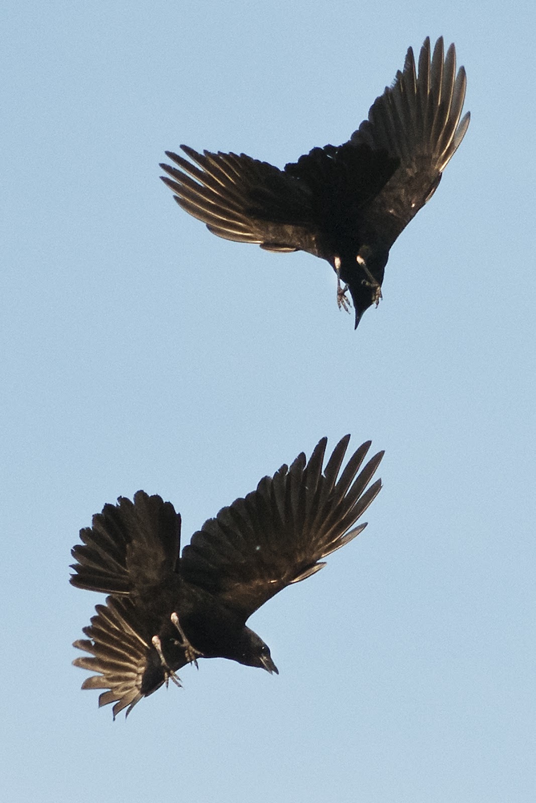 Bird Word Girl: May 2012