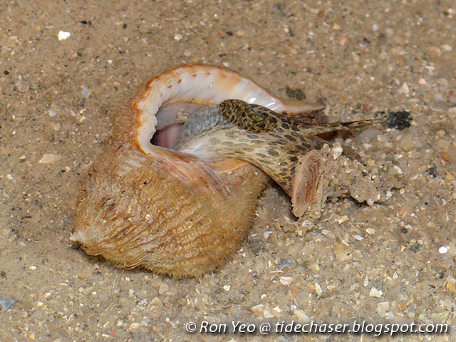 tHE tiDE cHAsER: Tritons & Trumpet Shell (Phylum Mollusca: Family ...