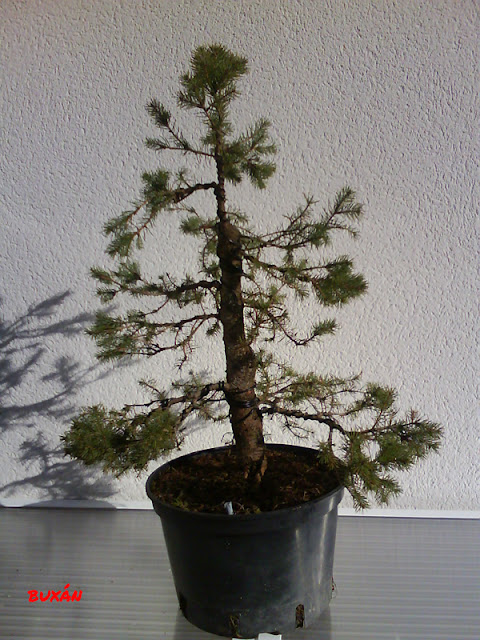 Una picea para un principiante - Picea glauca conica ~ Bonsai práctico