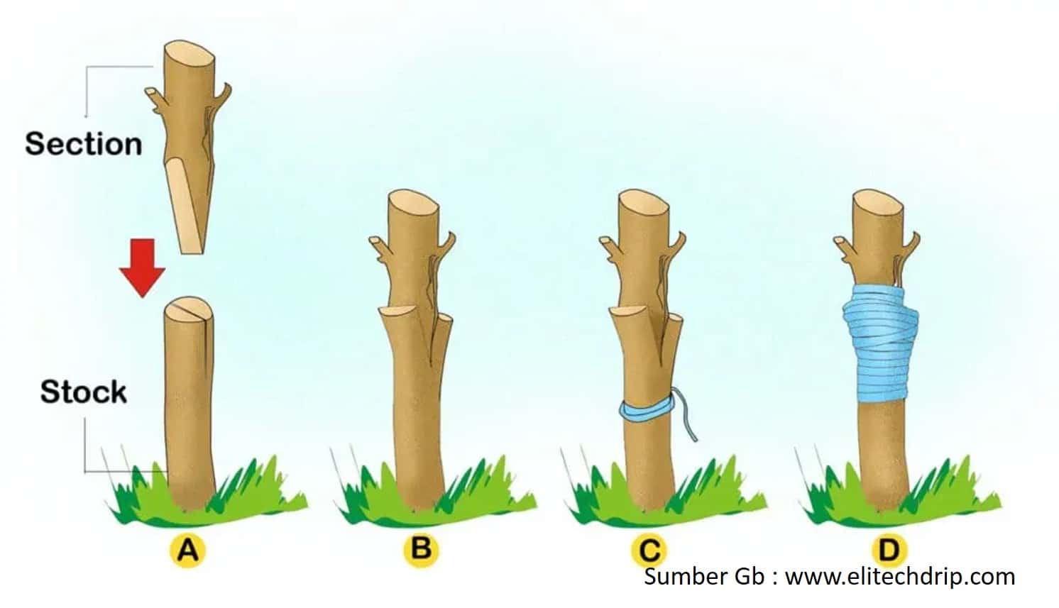 Perkembangbiakan Vegetatif Buatan - GURU SUMEDANG
