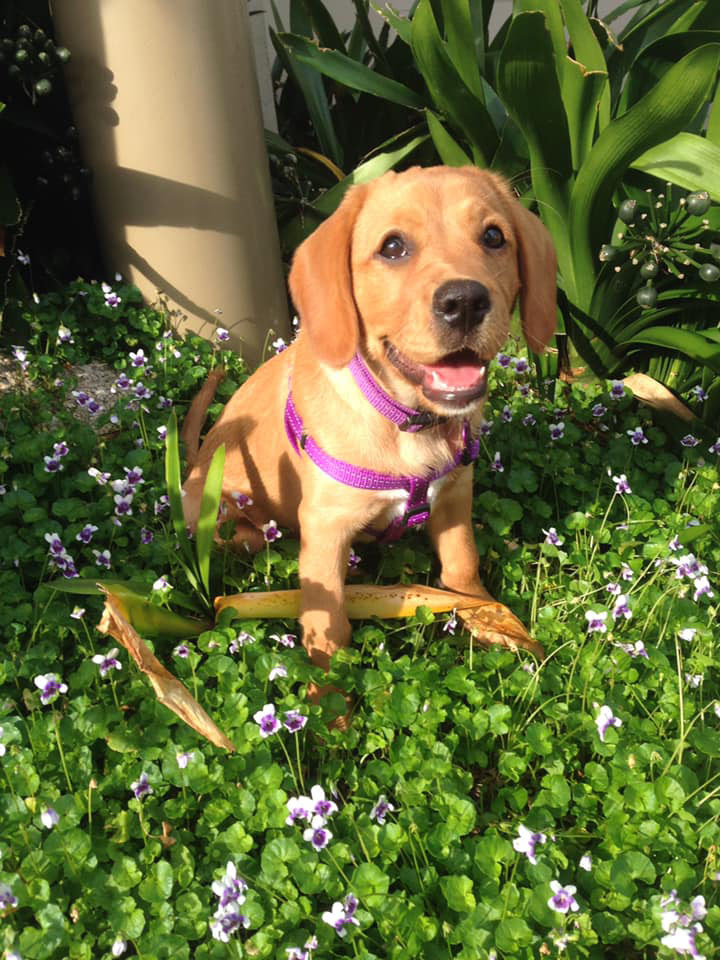 How to Raise a Well-Behaved Puppy | Australian Dog Lover