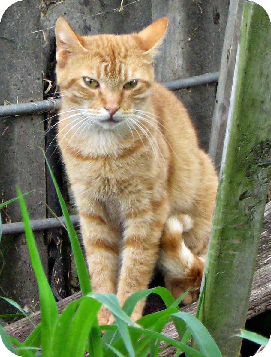 Silo Skies: Curious George the Cat and The Man in the Farm Hat