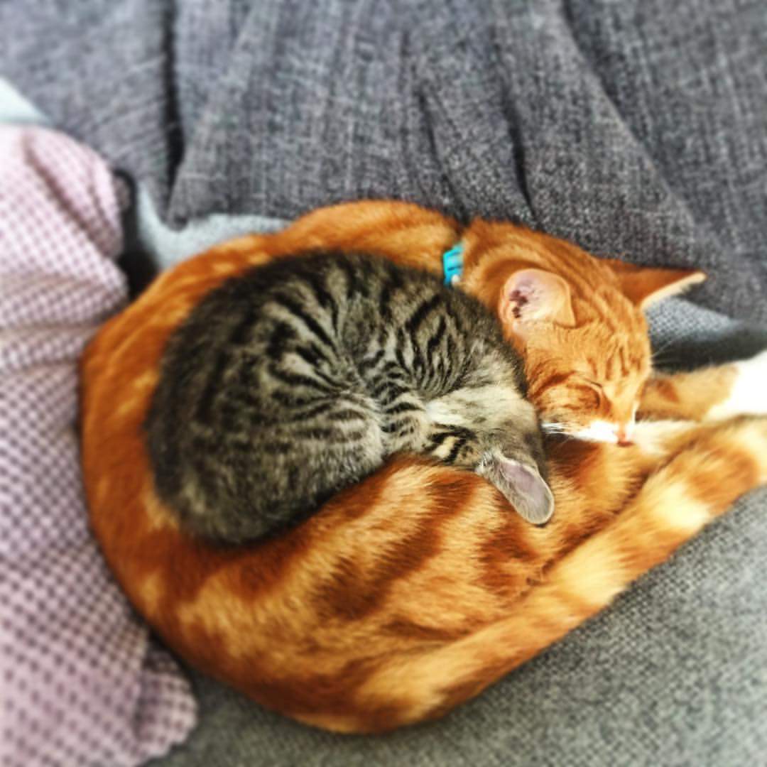 Funny cats - part 209 (40 pics + 10 gifs) | Amazing Creatures