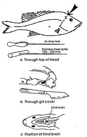 Gabe the Fish Babe: Iki Jime: Delaying Rigor Mortis, One Fish at a Time.