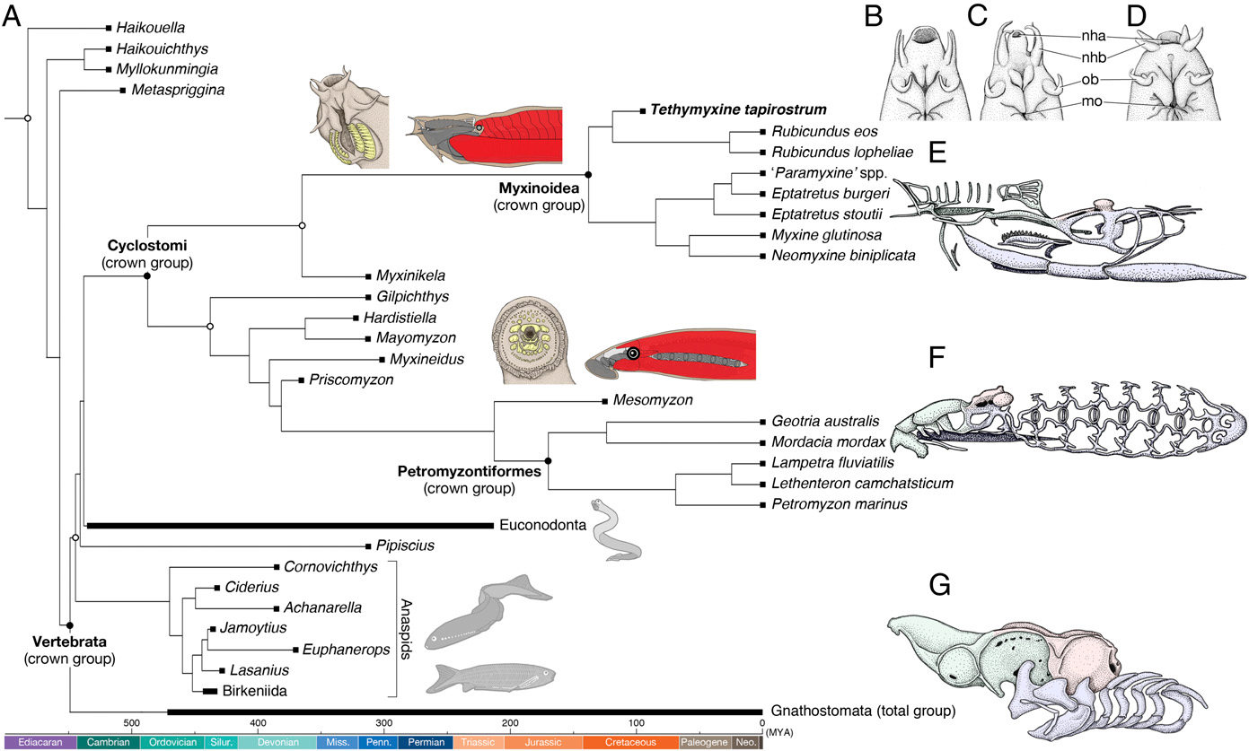 Sciency Thoughts: Hagfish from the Late Cretaceous Hâdjula Lagerstätte ...