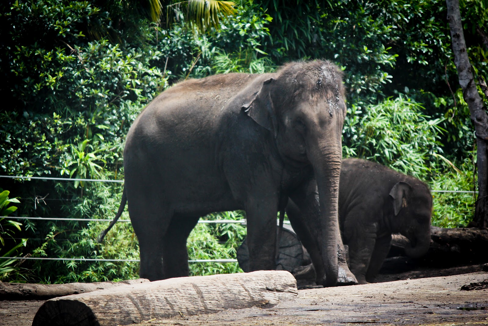 Meet Me In Montauk - a photographic blog: Taronga Zoo - The Animals