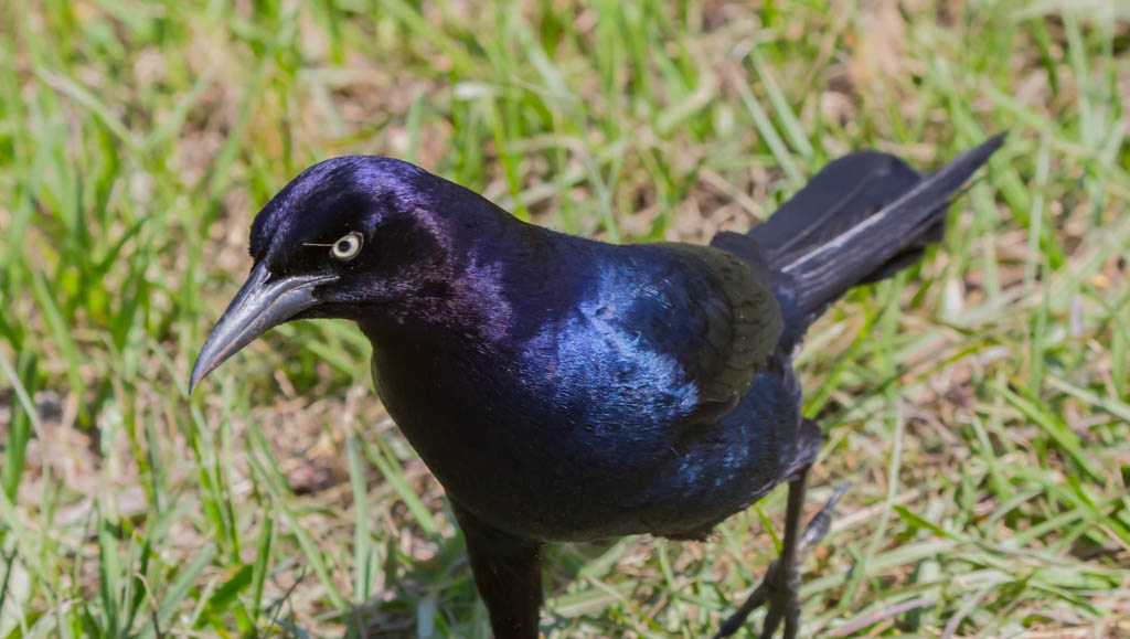T & L Adventures: Grackles in our yard