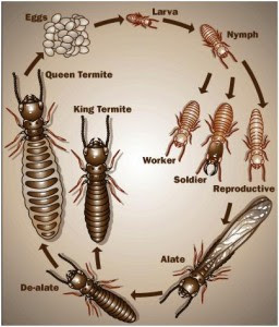 Surga Serangga: Klasifikasi Rayap