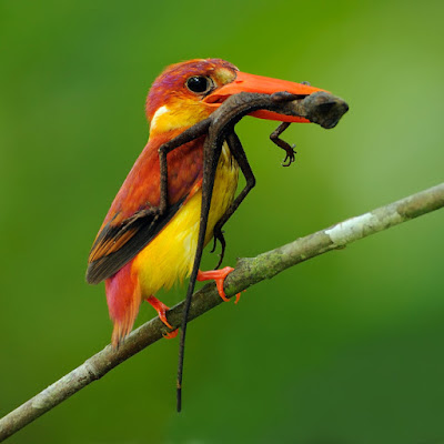 Burung Cantik: Burung Udang Api.