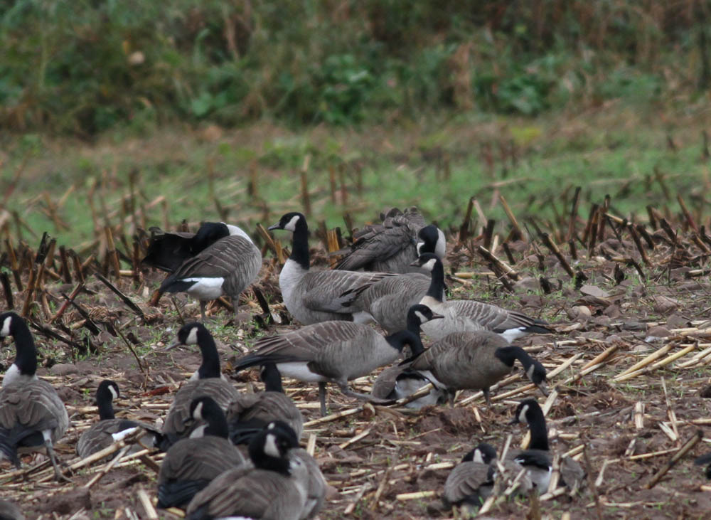Canada Geese? Cackling Geese? Or Hybrids?