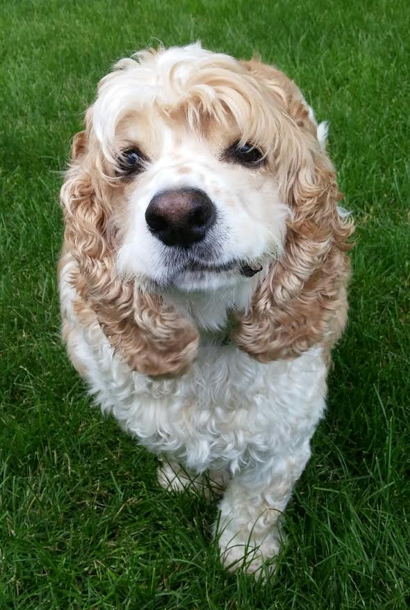 The Daily Bone: Tribute To Joey Dog