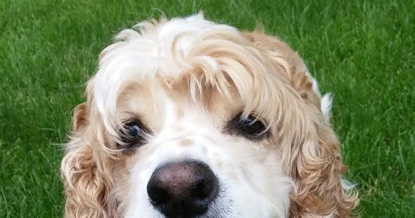 The Daily Bone: Tribute To Joey Dog