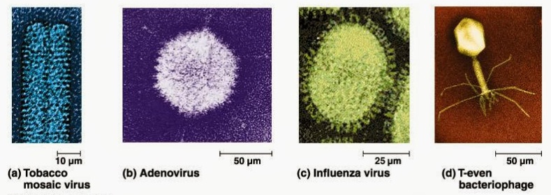 Ciri dan Struktur Virus | BagiTips