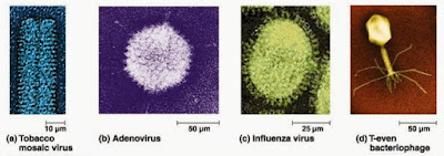 Ciri dan Struktur Virus - EDUBIO