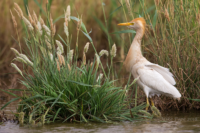 Kuwait Birding: Father and son twitch
