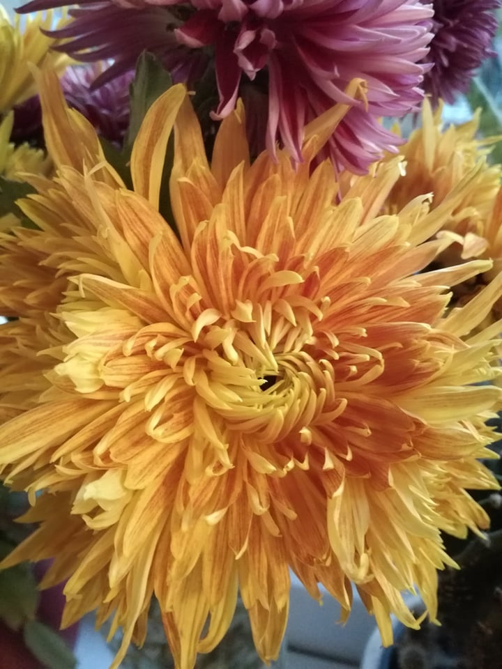 cele patru anotimpuri: Tufănele de proveniență loco