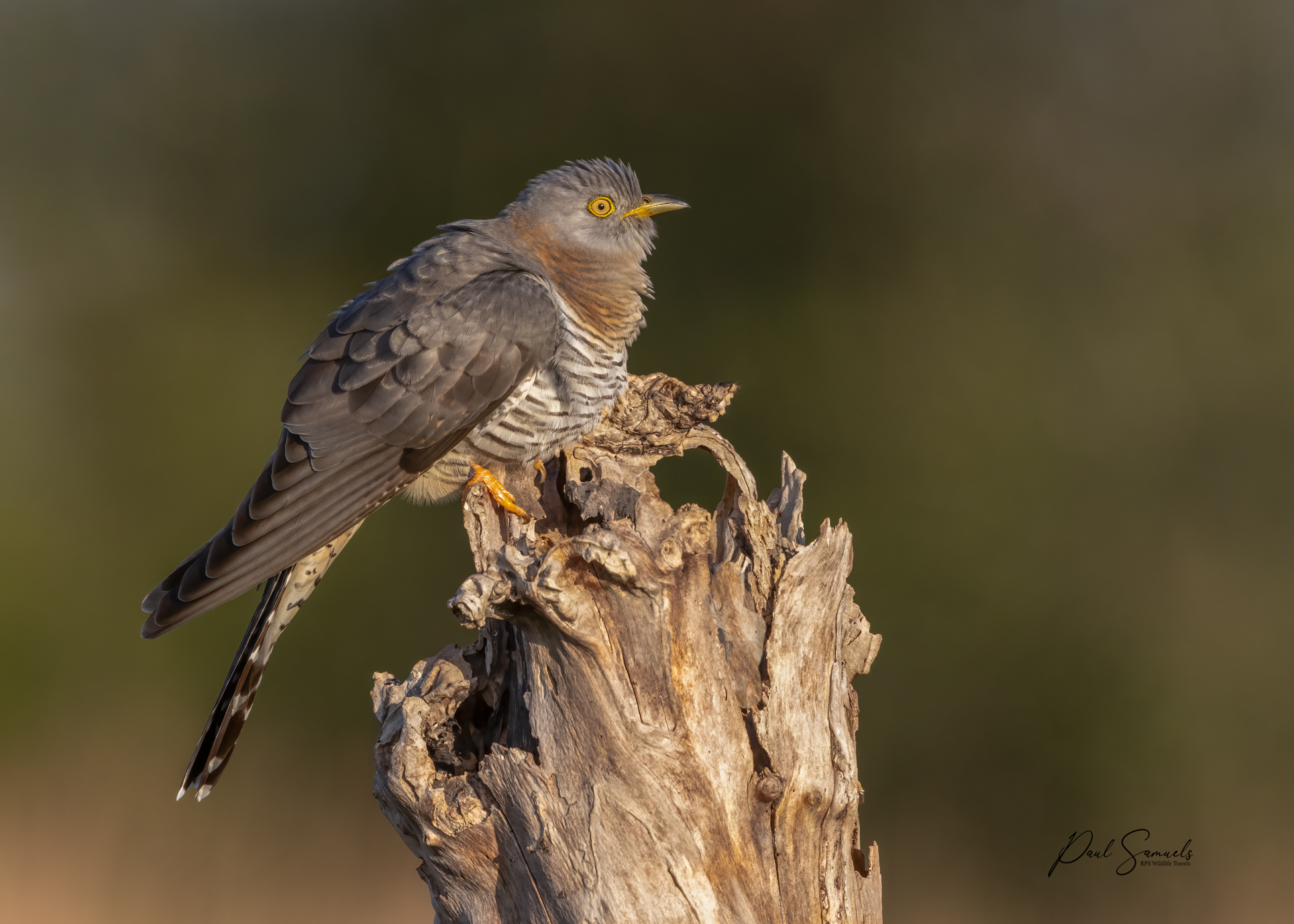 Paul Samuels Wildlife Travels: Cuckoo Time Again