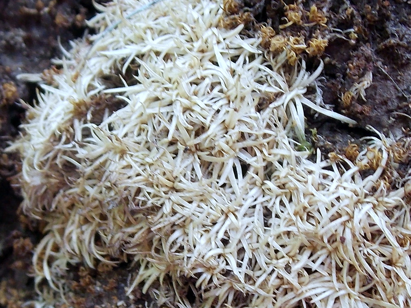 Economic Importance of Lichen