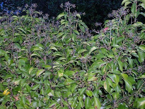 BIODIVERSIDAD COSTA GRANADINA Y...: Durillo o laurel salvaje (Viburnum ...