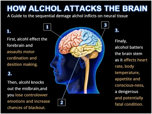 How Does Alcohol Affect The Brain | Healthy Living Tips Wikipedia