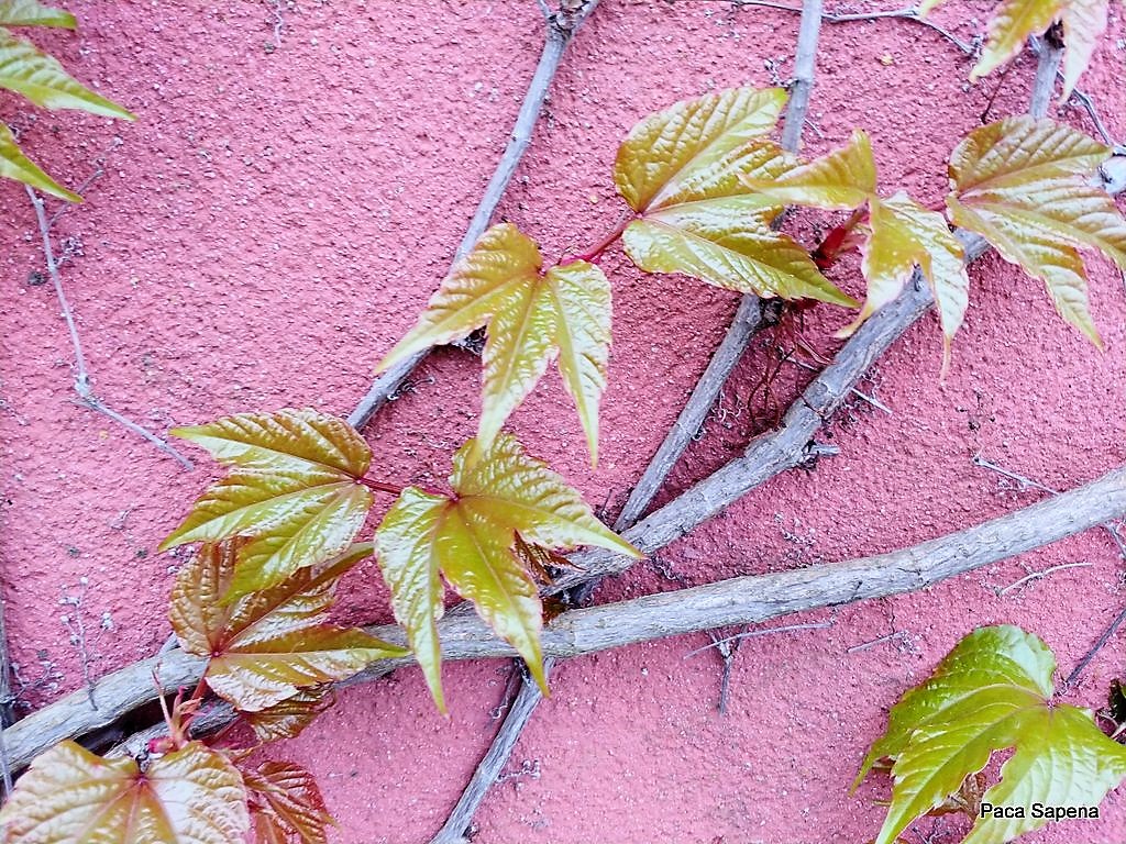 La Rioja de la A a la Z: PARTHENOCISSUS QUINQUEFOLIA - Parra Virgen o ...
