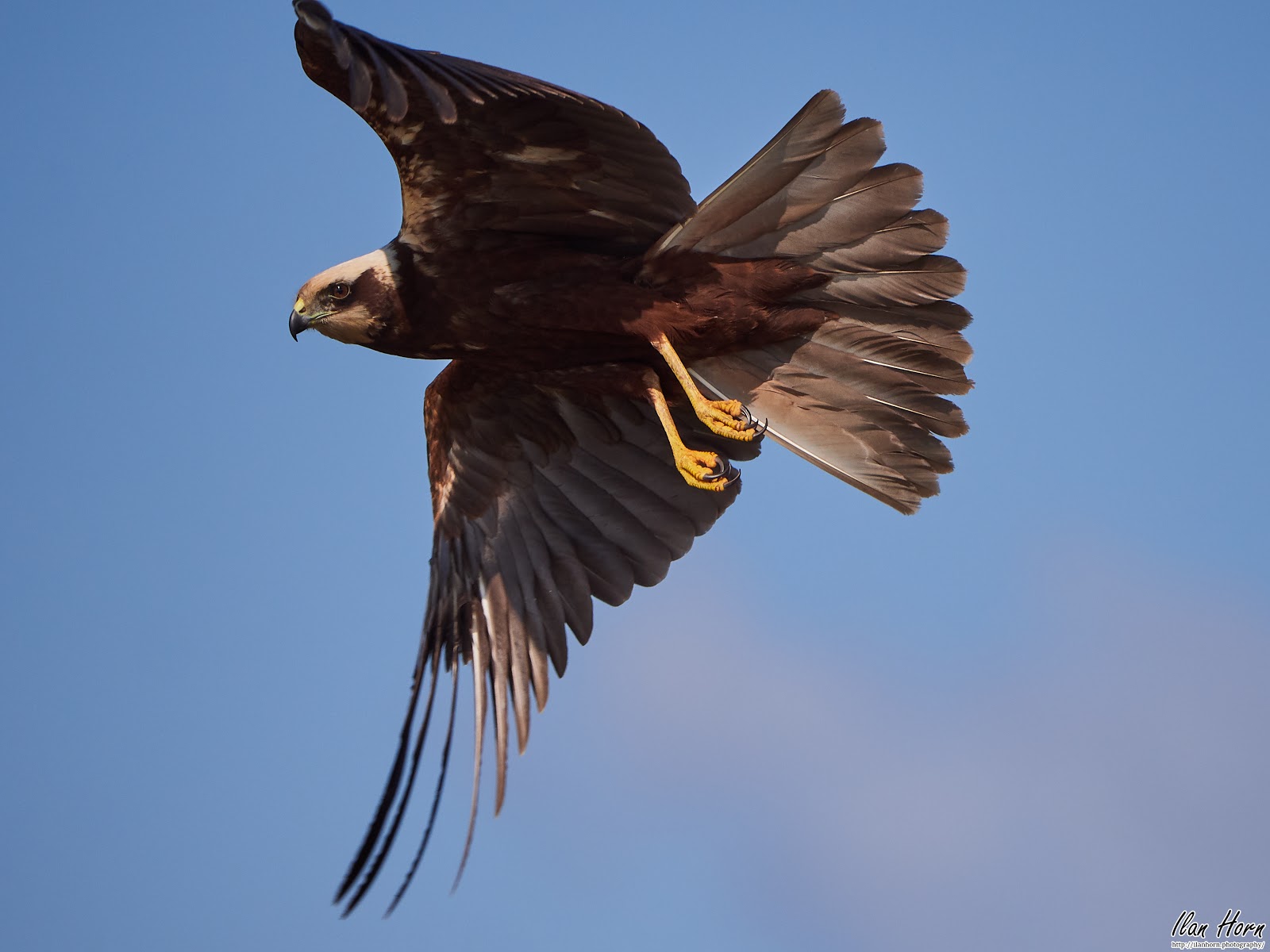 Western Marsh Harrier in Flight - Closeup