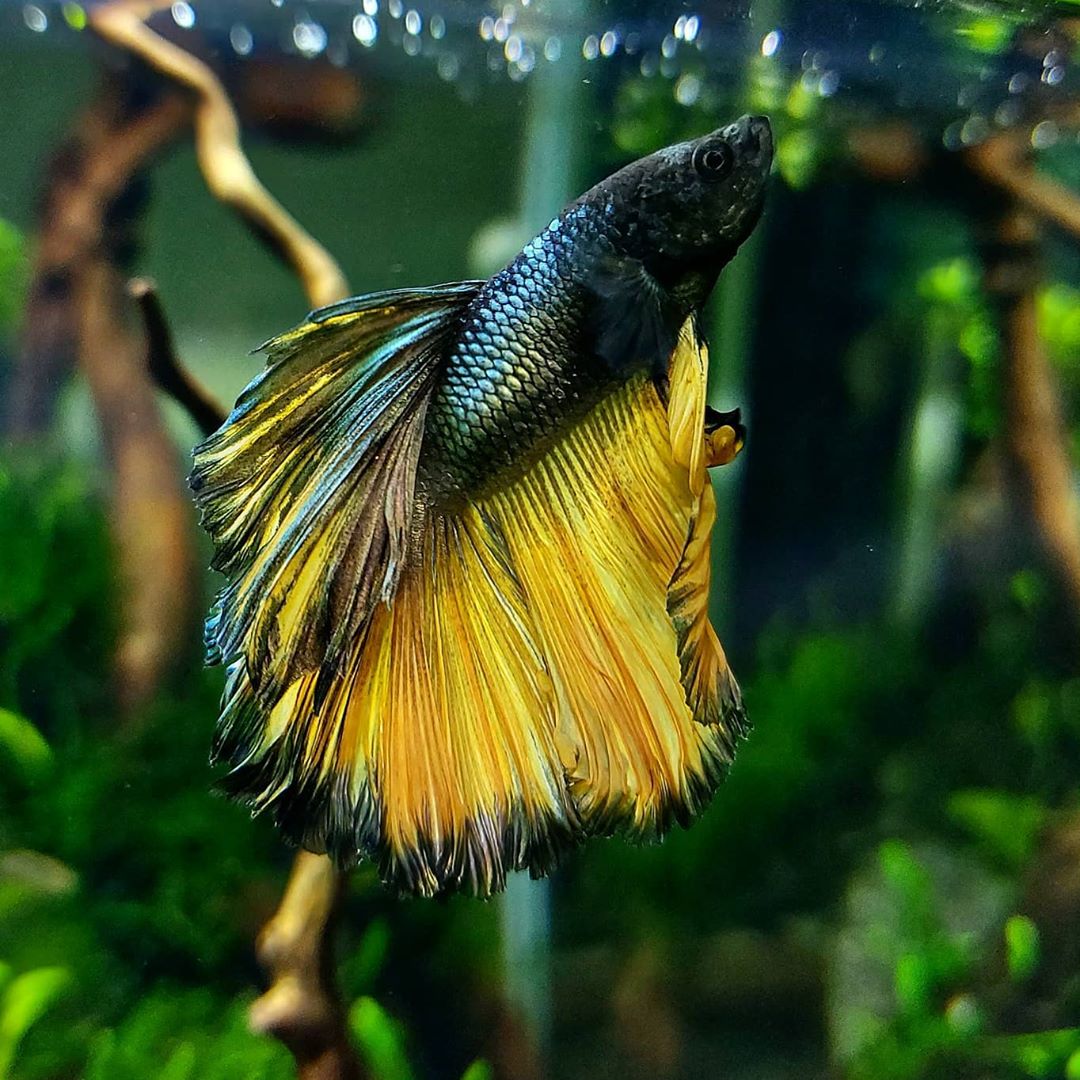 Look The Very Beautiful Halfmoon Tail Mustard Gas Betta Fish Type