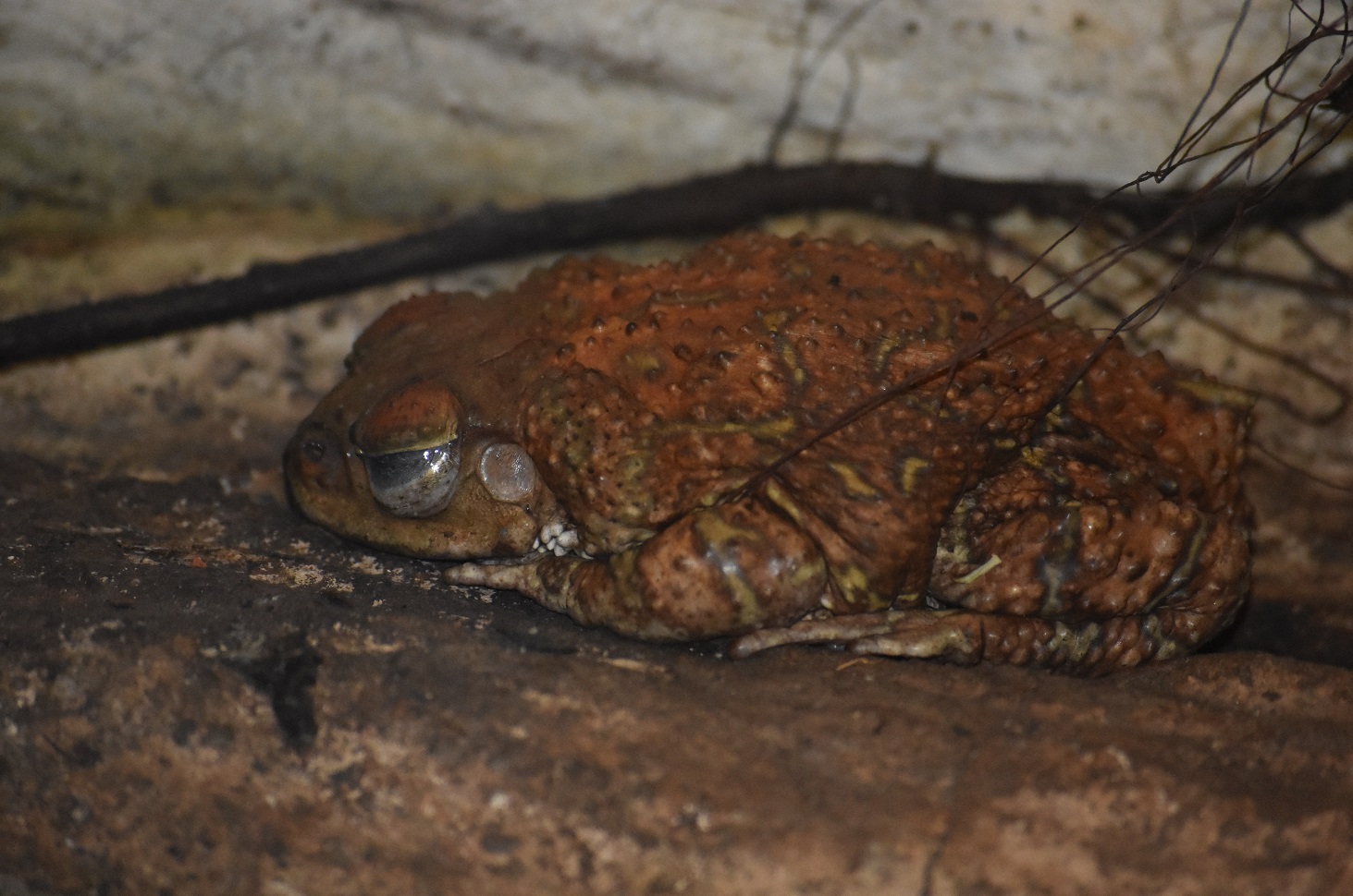 ZOOTOGRAFIANDO (MI COLECCIÓN DE FOTOS DE ANIMALES): SAPO CUBANO / CUBAN ...