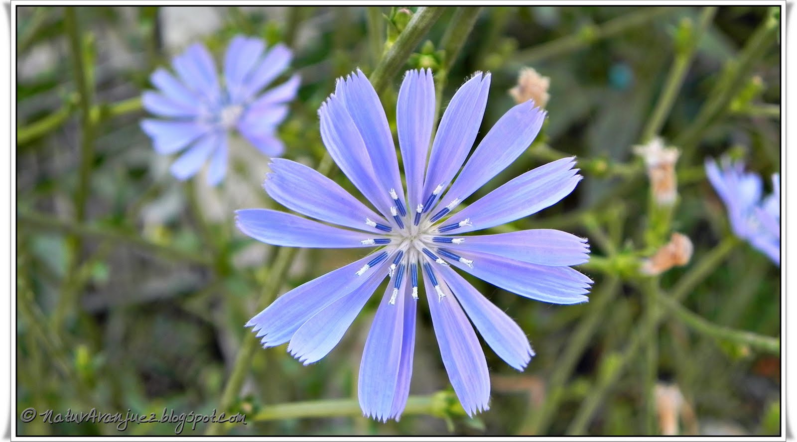NaturAranjuez: ACHICORIA - Cichorium intybus