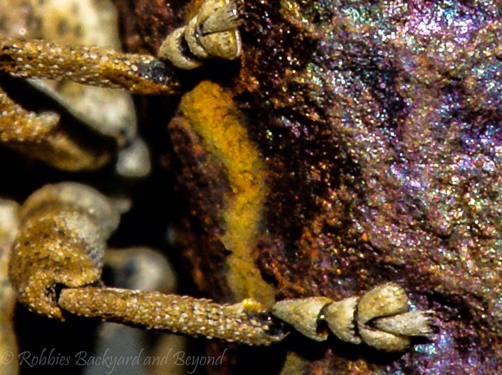 KURRAJONG WEEVIL Axionicus isignis
