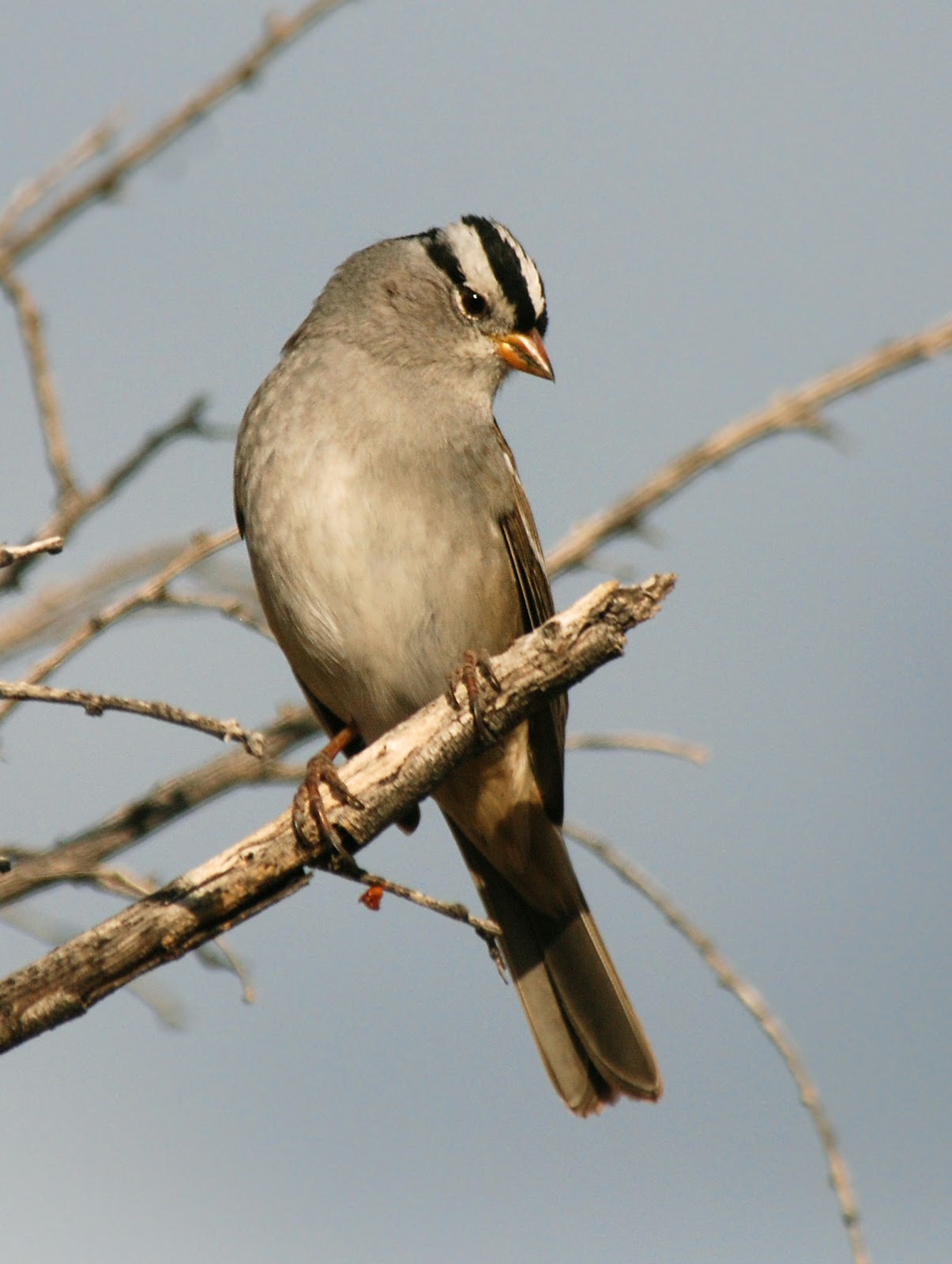 Birds Of Utah Images at Edward Varley blog