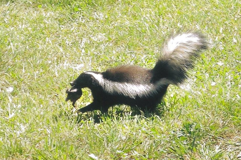 Fauna Loberense: Zorrino común (Conepatus chinga)
