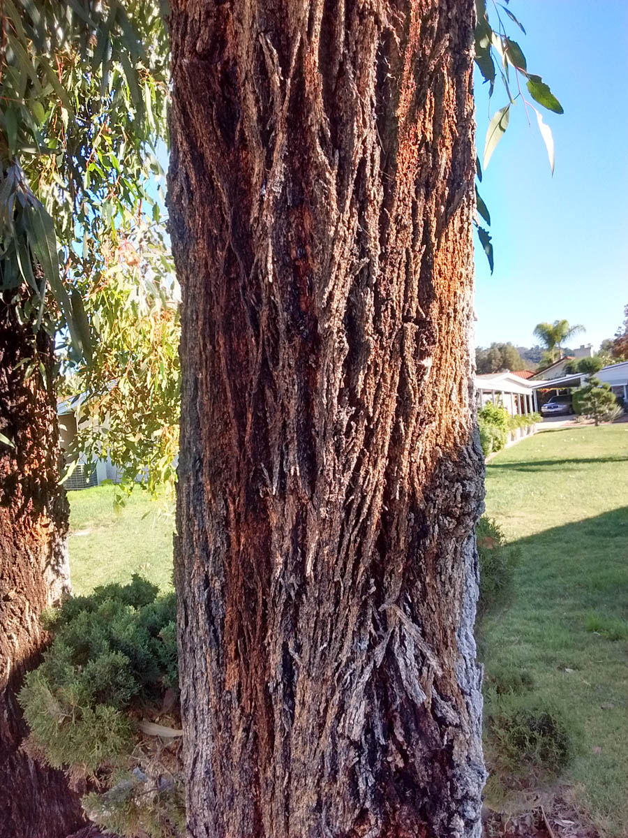 Eucalyptus in San Diego - Greg in San Diego