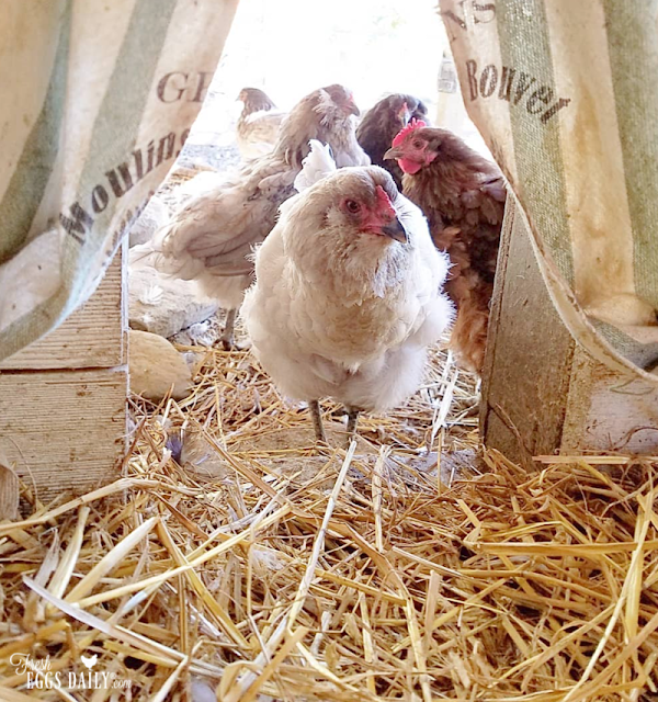 DIY Draft Drapes for your Chicken Coop - Fresh Eggs Daily® with Lisa Steele