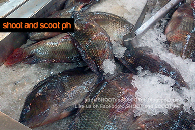 SHOOT and SCOOT PH: Fish Be With You