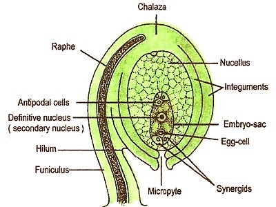 Biology Simplified Tamil