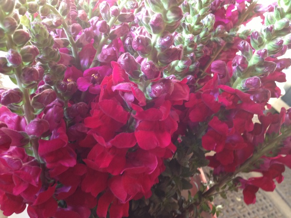 Bindweed Farm: Fresh Cuts: June 3