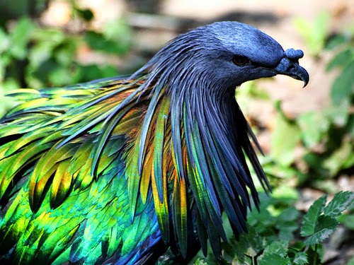 NICOBAR PIGEON photos - wallpapers | the fun bank