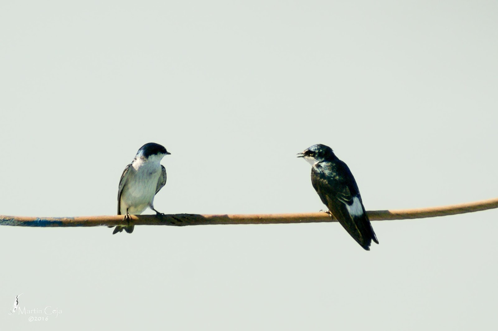 CEJA | Fotografía: Golondrina Manglera - Mangrove Swallow (Tachycineta ...
