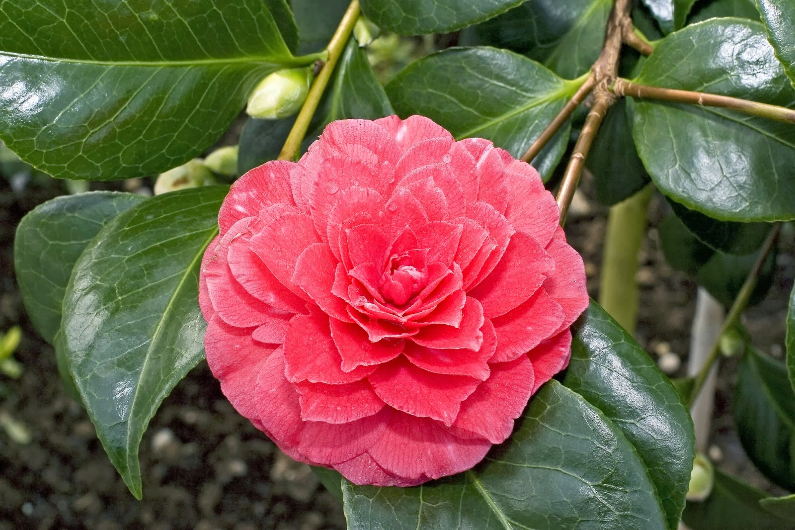 Flowers"...: ..."10 Flores Japonesas"...