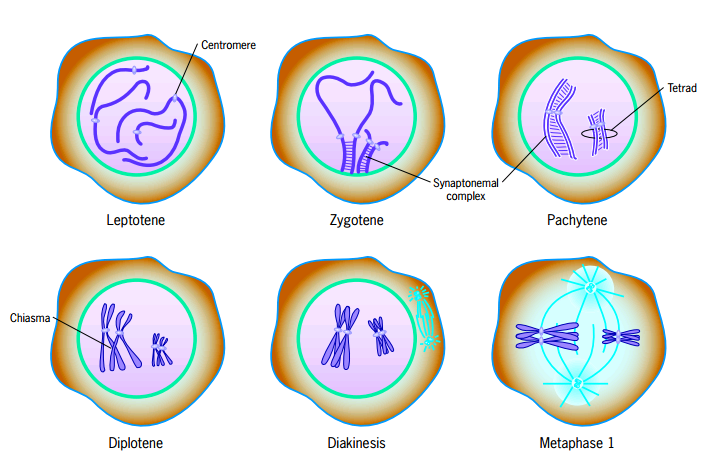 Meiosis - Biology