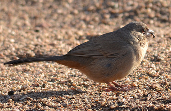 _CabinGirl: Abert's Towhee in Arizona