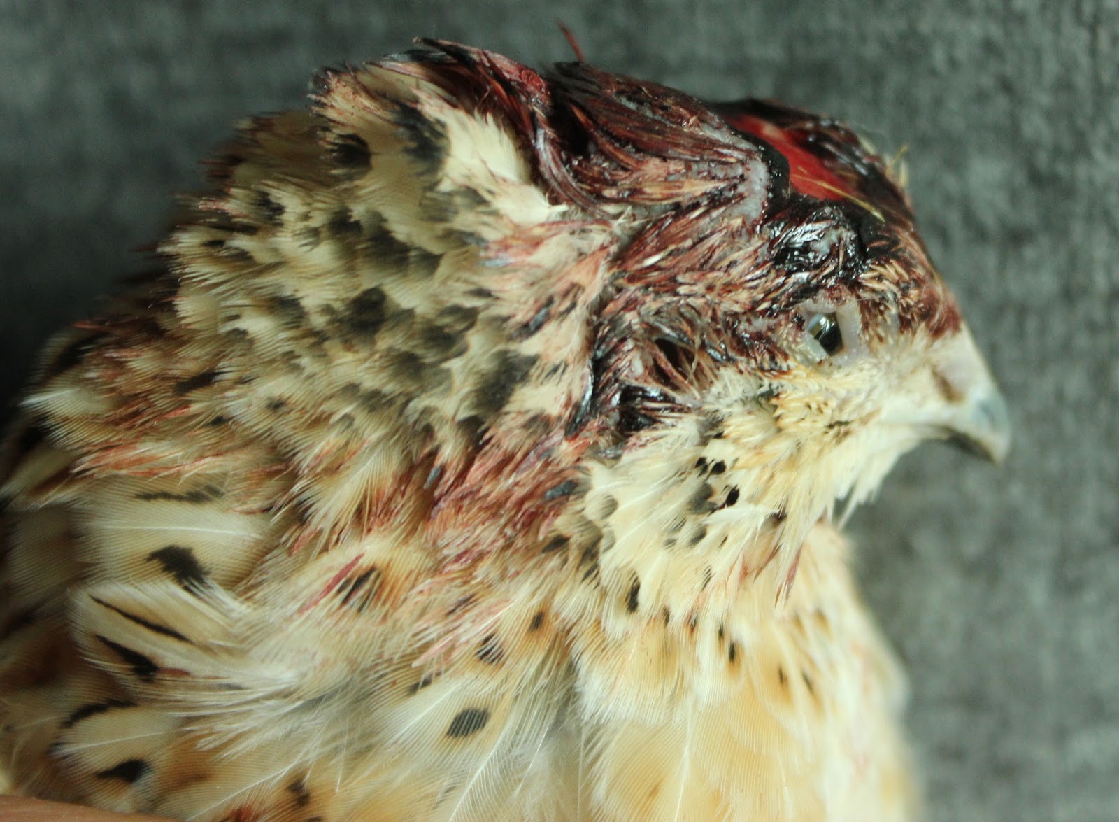 Typical (flight or fight) head Injury on a quail - What to do | The ...