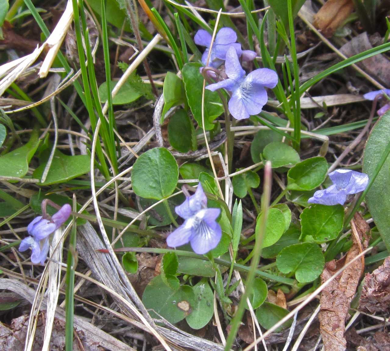 EcoRover: A Night on the Prairie (Big Hole River, southwest Montana)