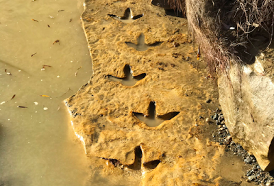 Three-Toed Tracks