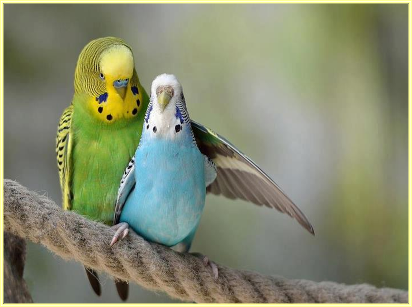 BoaBaiEla: Passarinhos Apaixonados