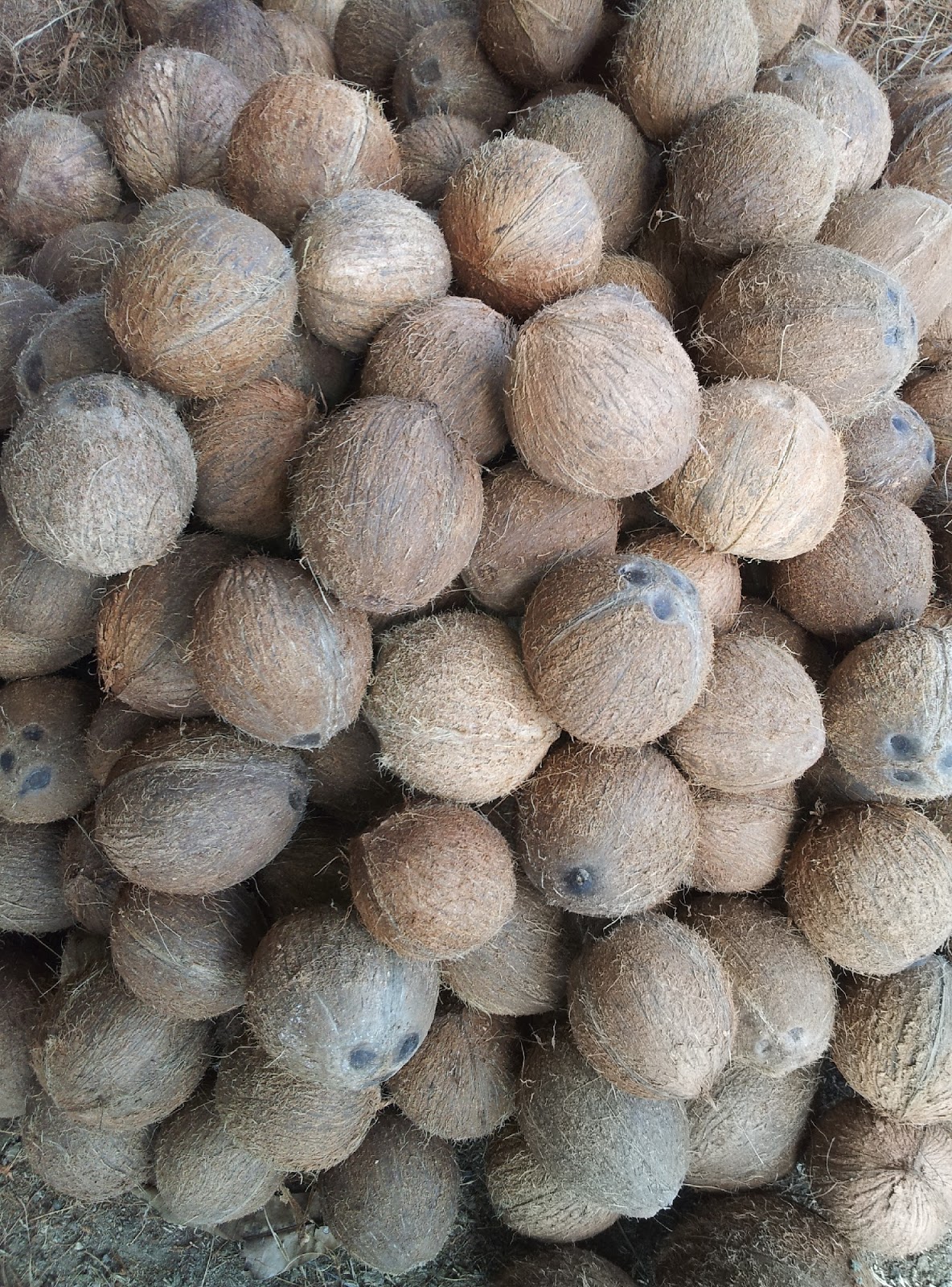 Dehusked Coconuts from Guyana,South America: Coconuts